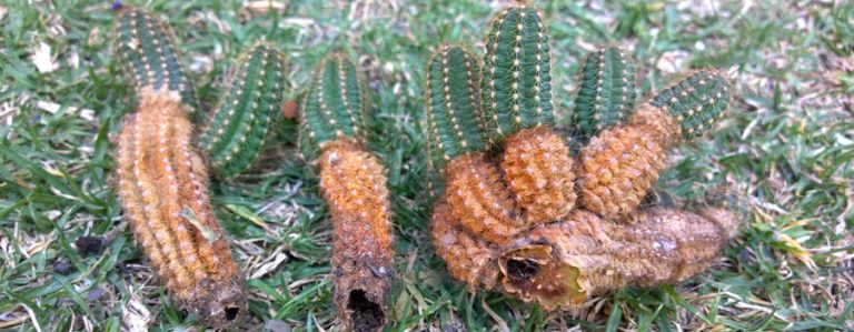 磊 Porque los cactus se ponen amarillos【Descubre como recuperarlos】