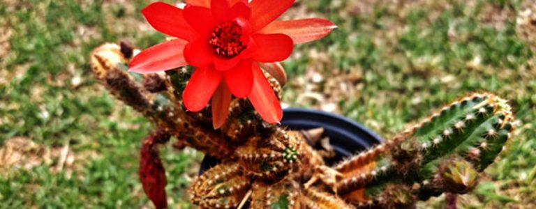 磊 Porque los cactus se ponen amarillos【Descubre como recuperarlos】