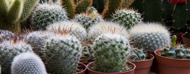 磊 exocactus.com | Tus cactus sanos y vigorosos